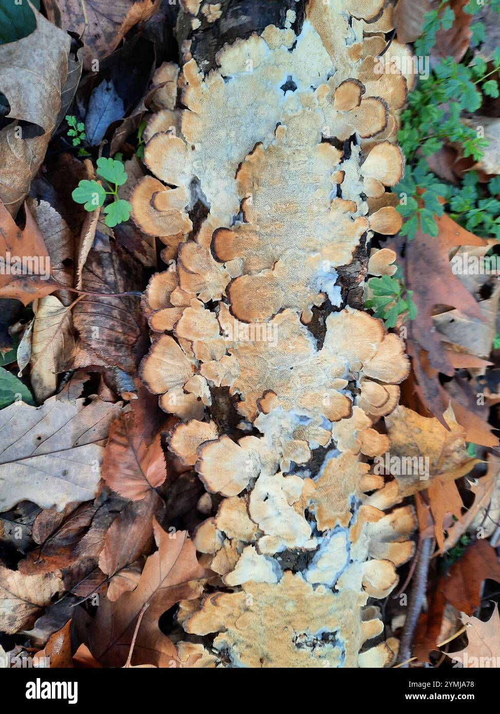 violet-toothed polypore (Trichaptum biforme Stock Photo - Alamy