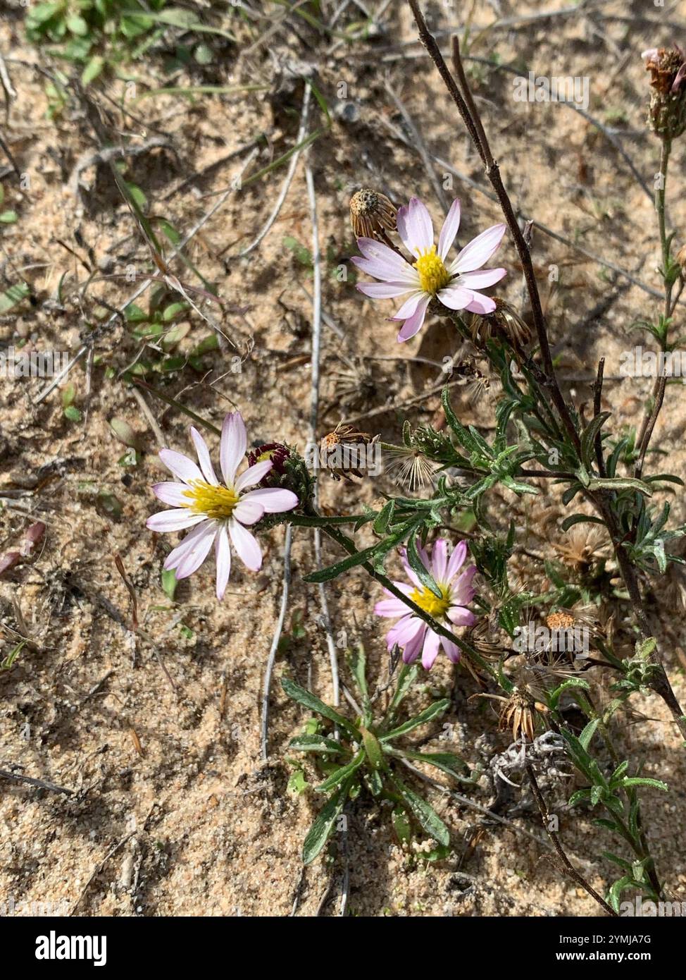 California Aster (Corethrogyne filaginifolia Stock Photo - Alamy