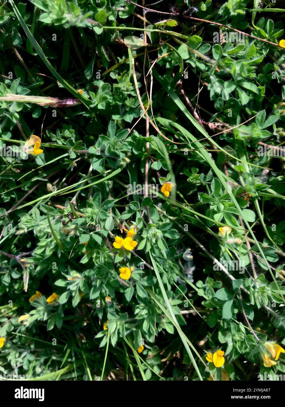 Hairy Bird's-foot-trefoil (Lotus subbiflorus Stock Photo - Alamy