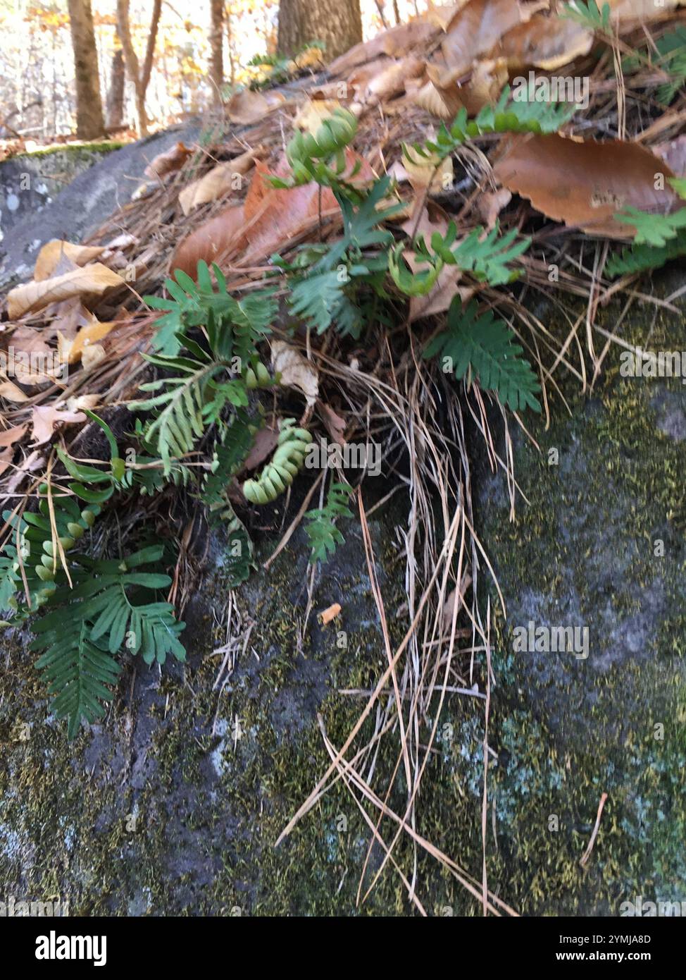 resurrection fern (Pleopeltis michauxiana Stock Photo - Alamy