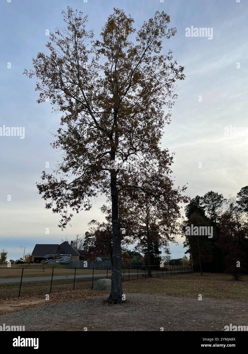 cherrybark oak (Quercus pagoda Stock Photo - Alamy