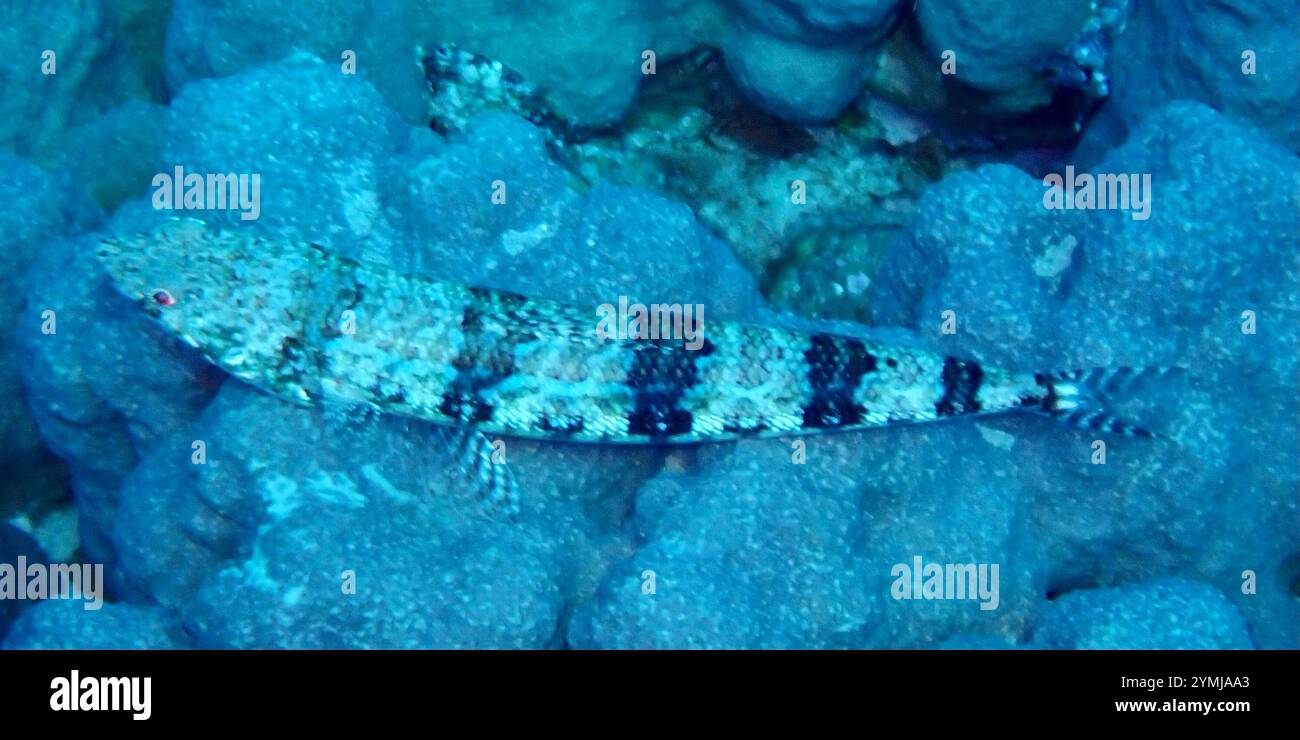 Variegated Lizardfish (Synodus variegatus Stock Photo - Alamy