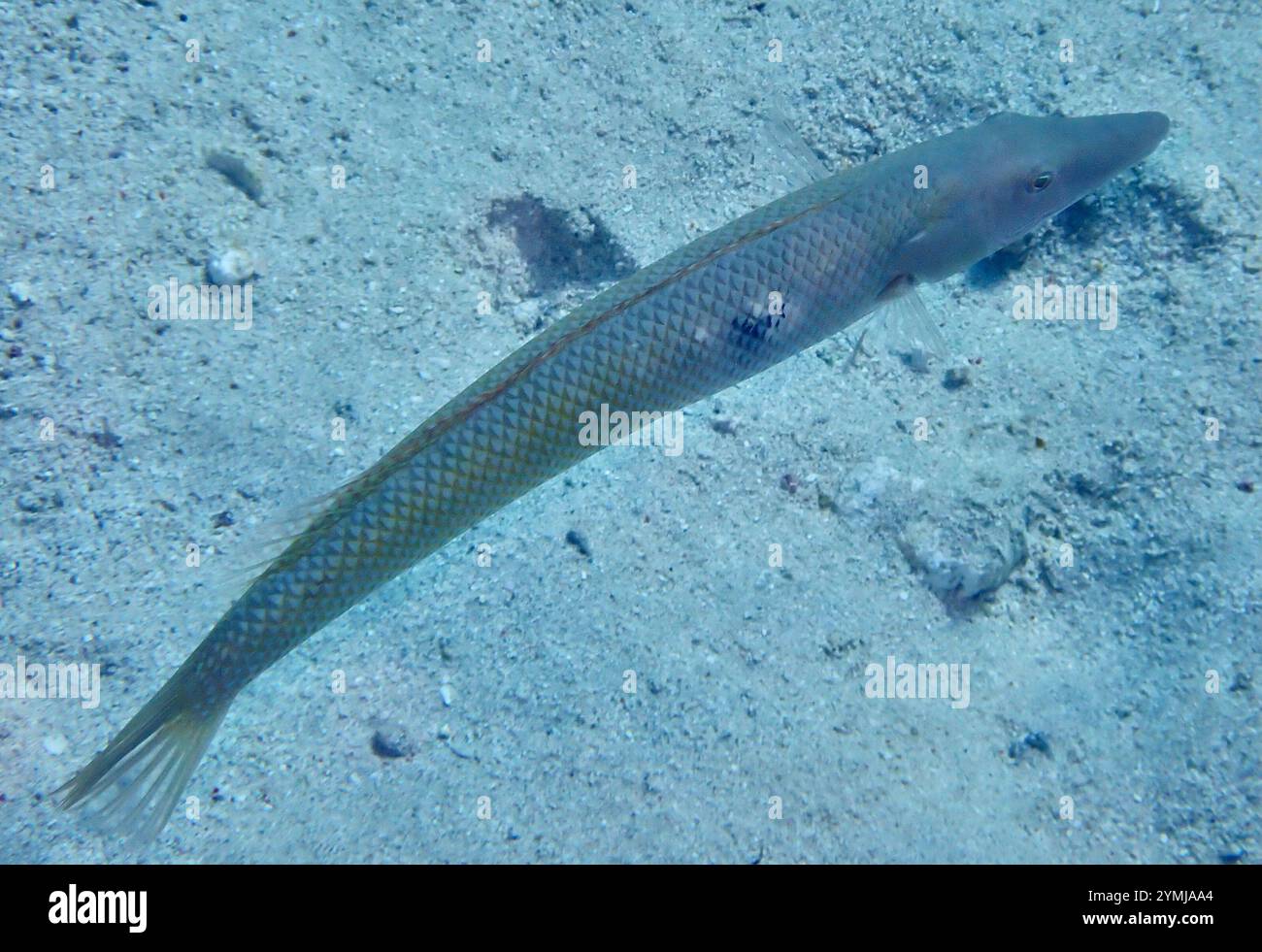 Cigar Wrasse (Cheilio inermis Stock Photo - Alamy