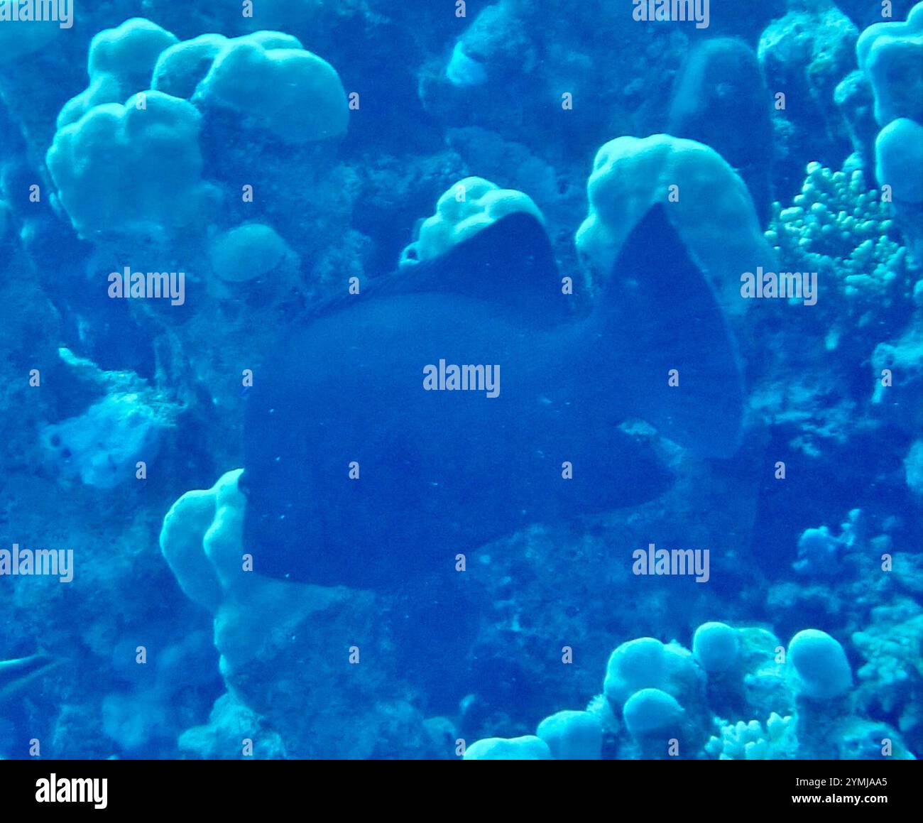 Redmouth Grouper (Aethaloperca rogaa Stock Photo - Alamy