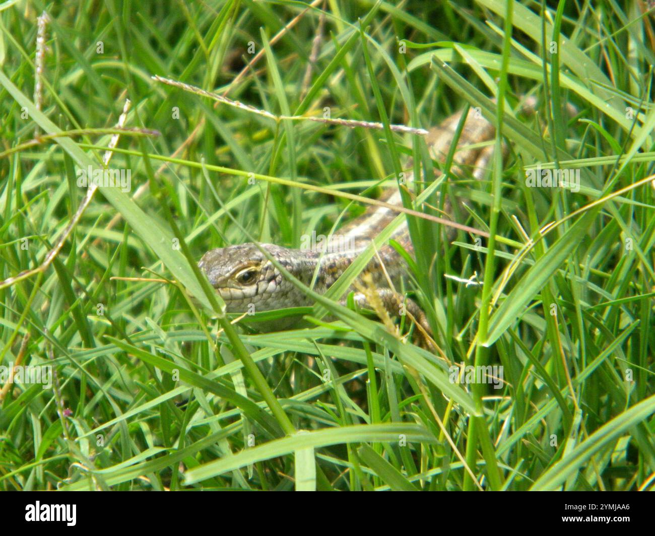 Cape Skink (Trachylepis capensis Stock Photo - Alamy