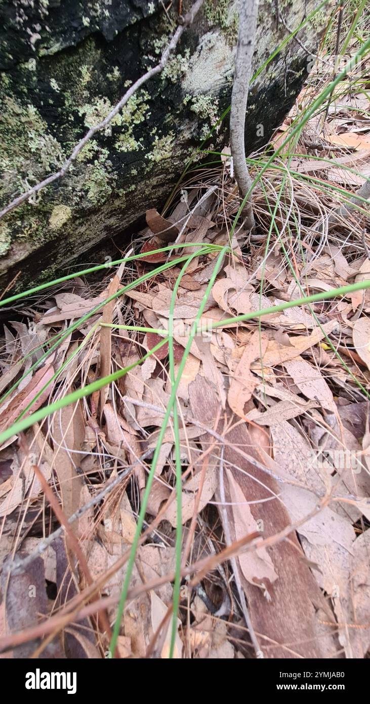Common Fringe-lily (Thysanotus tuberosus Stock Photo - Alamy