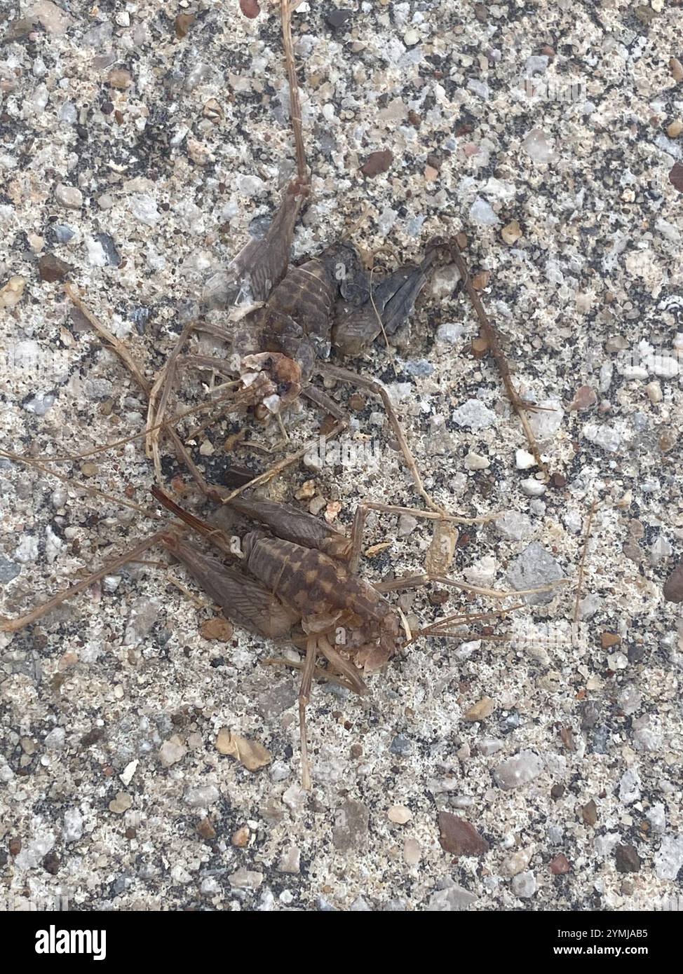 Camel Crickets, Cave Crickets, and Cave Wēta (Rhaphidophoridae Stock ...