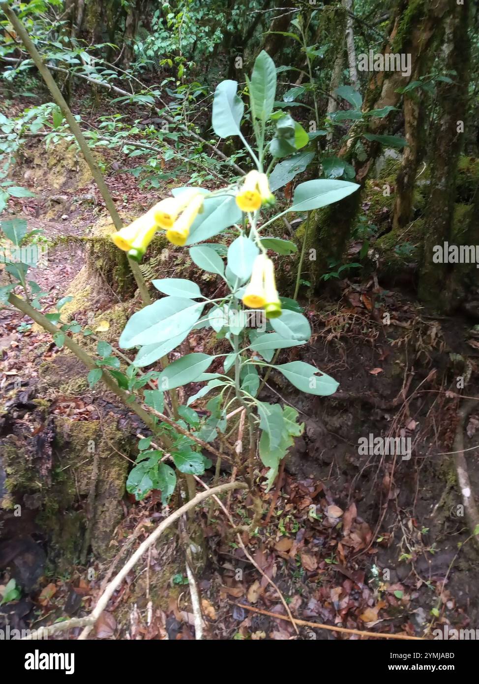 tree tobacco (Nicotiana glauca Stock Photo - Alamy