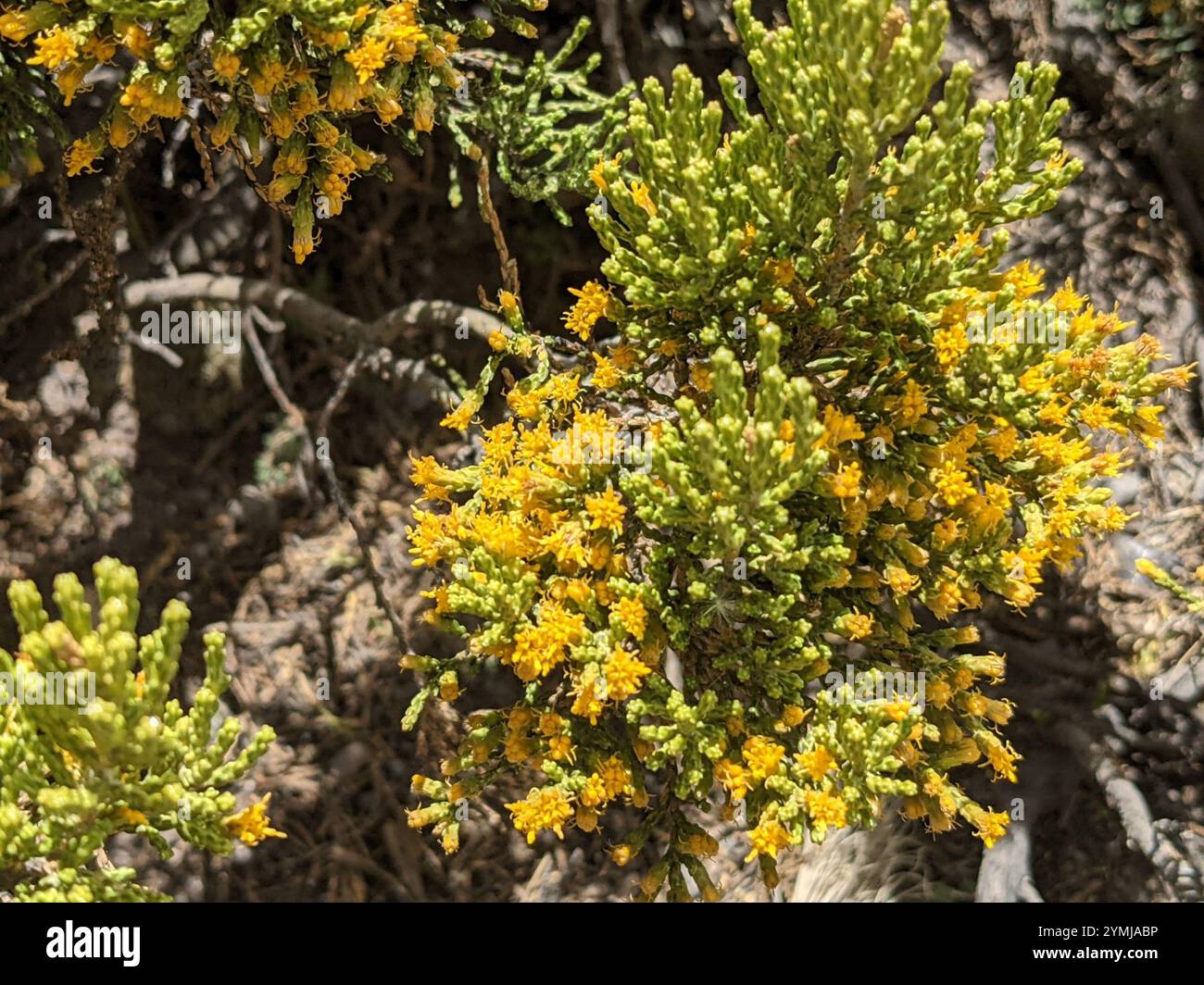Parastrephia quadrangularis hi-res stock photography and images - Alamy
