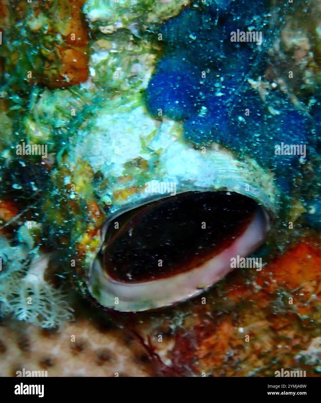 Vermetidae hi-res stock photography and images - Alamy