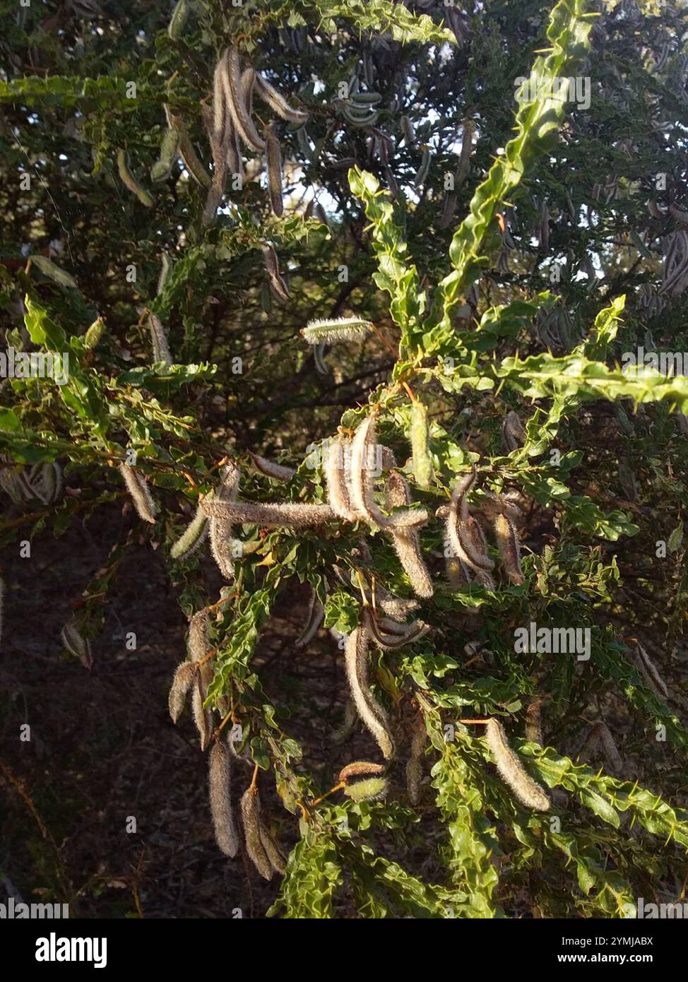 Kangaroo thorn (Acacia paradoxa Stock Photo - Alamy