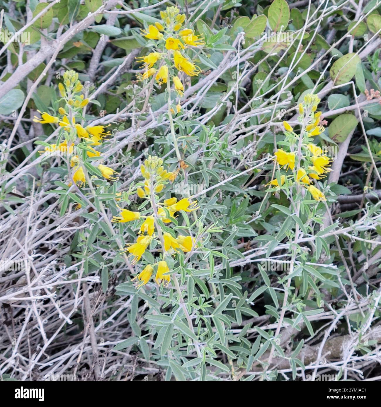 Bladderpod (Cleomella arborea Stock Photo - Alamy