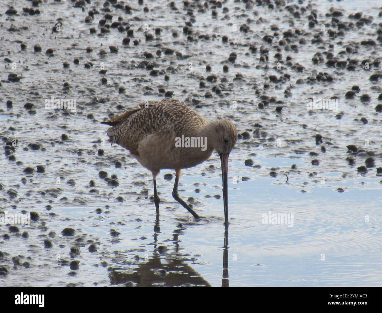 Marbled Godwit (Limosa fedoa Stock Photo - Alamy