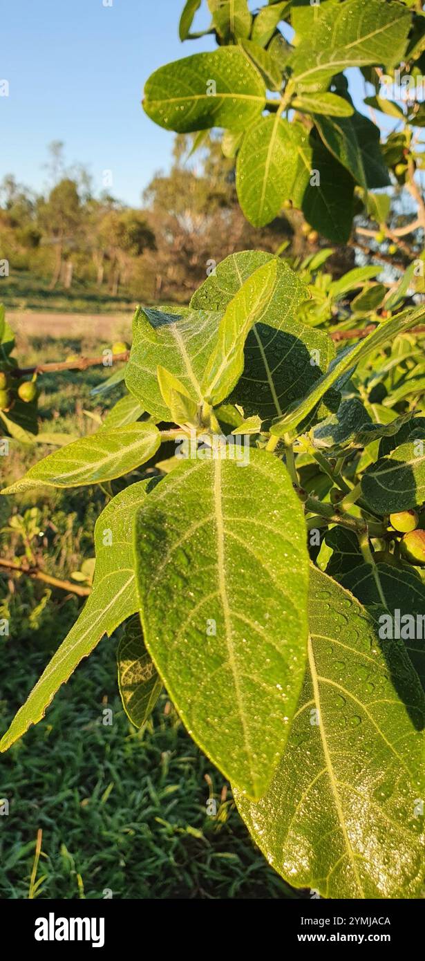Sandpaper fig hi-res stock photography and images - Alamy