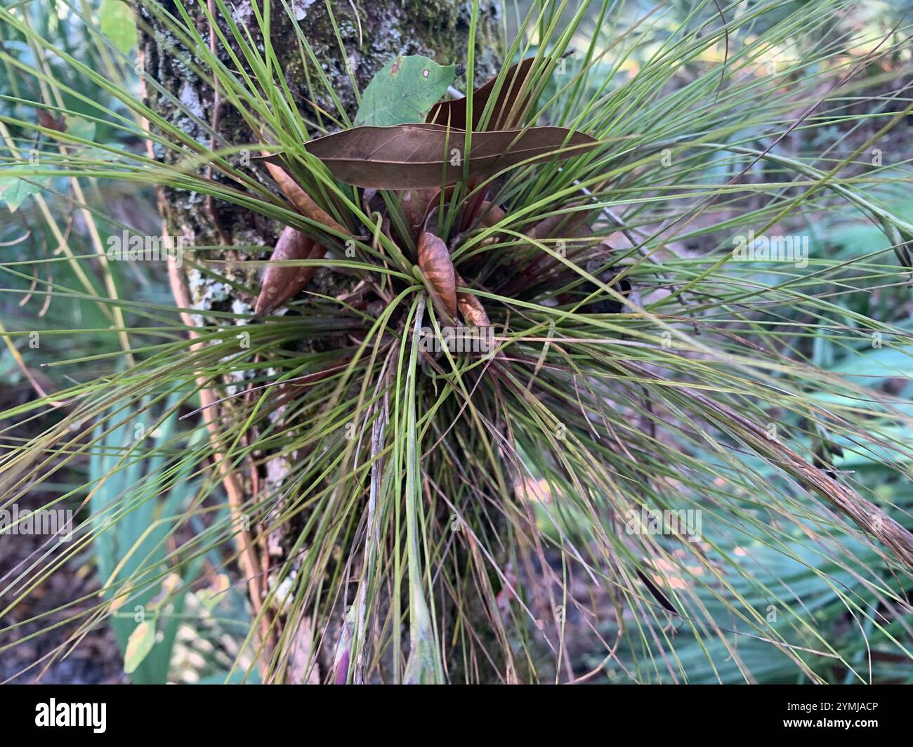southern needleleaf airplant (Tillandsia setacea Stock Photo - Alamy