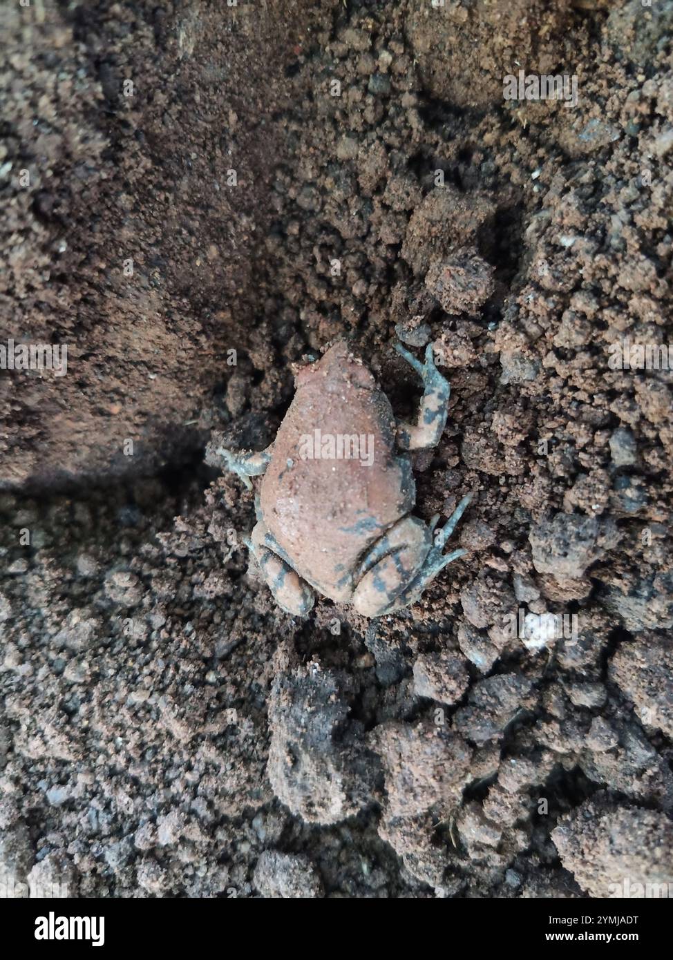 Sheep Frog (Hypopachus variolosus Stock Photo - Alamy