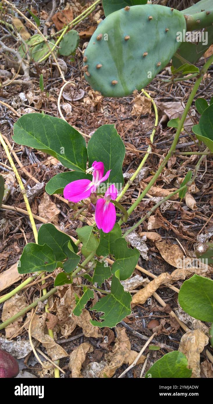 Canavalia rosea beach bean hi-res stock photography and images - Alamy