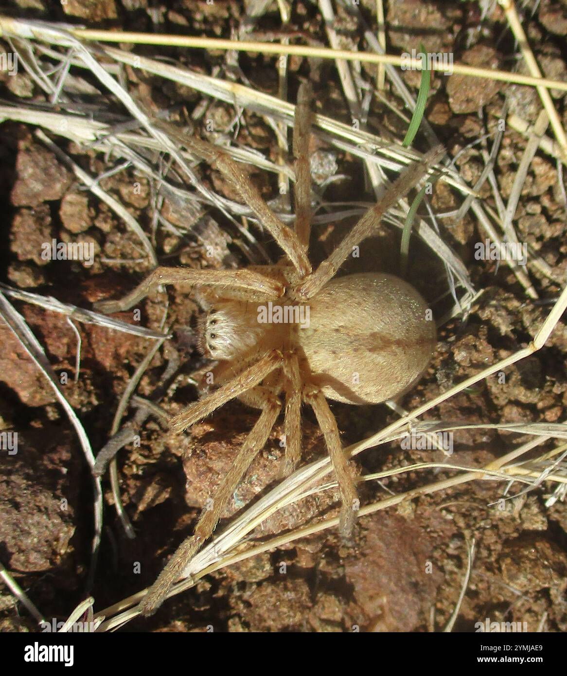 Huntsman Spiders (Sparassidae Stock Photo - Alamy