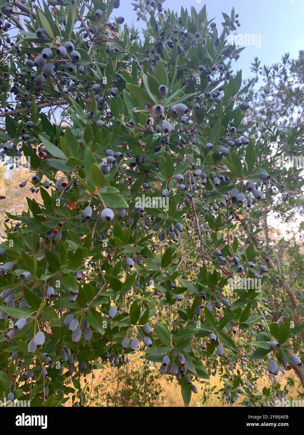 myrtle (Myrtus communis Stock Photo - Alamy