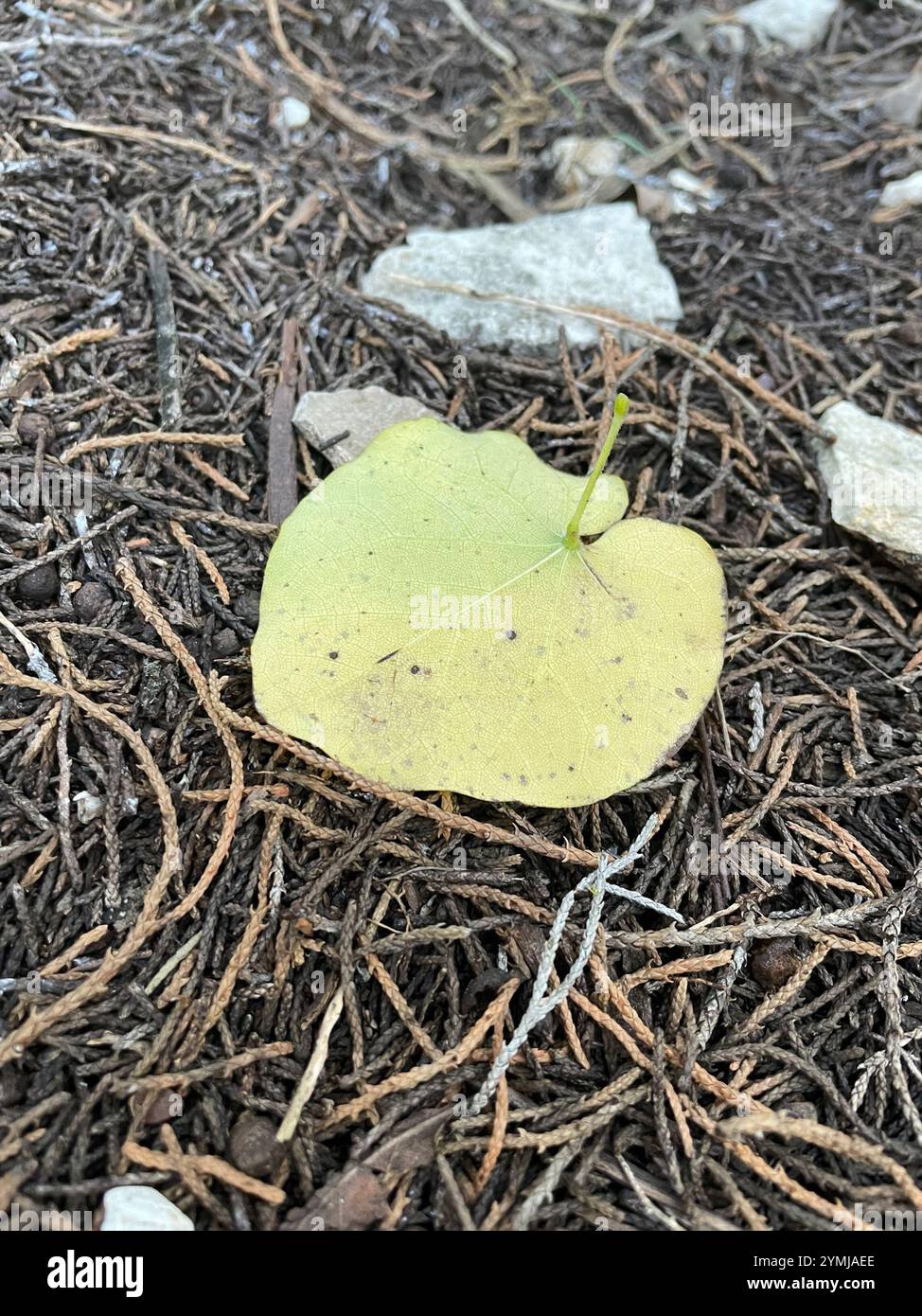 Texas redbud (Cercis canadensis texensis Stock Photo - Alamy