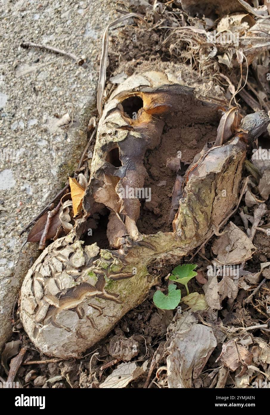 Many-rooted Earthball (Scleroderma polyrhizum Stock Photo - Alamy