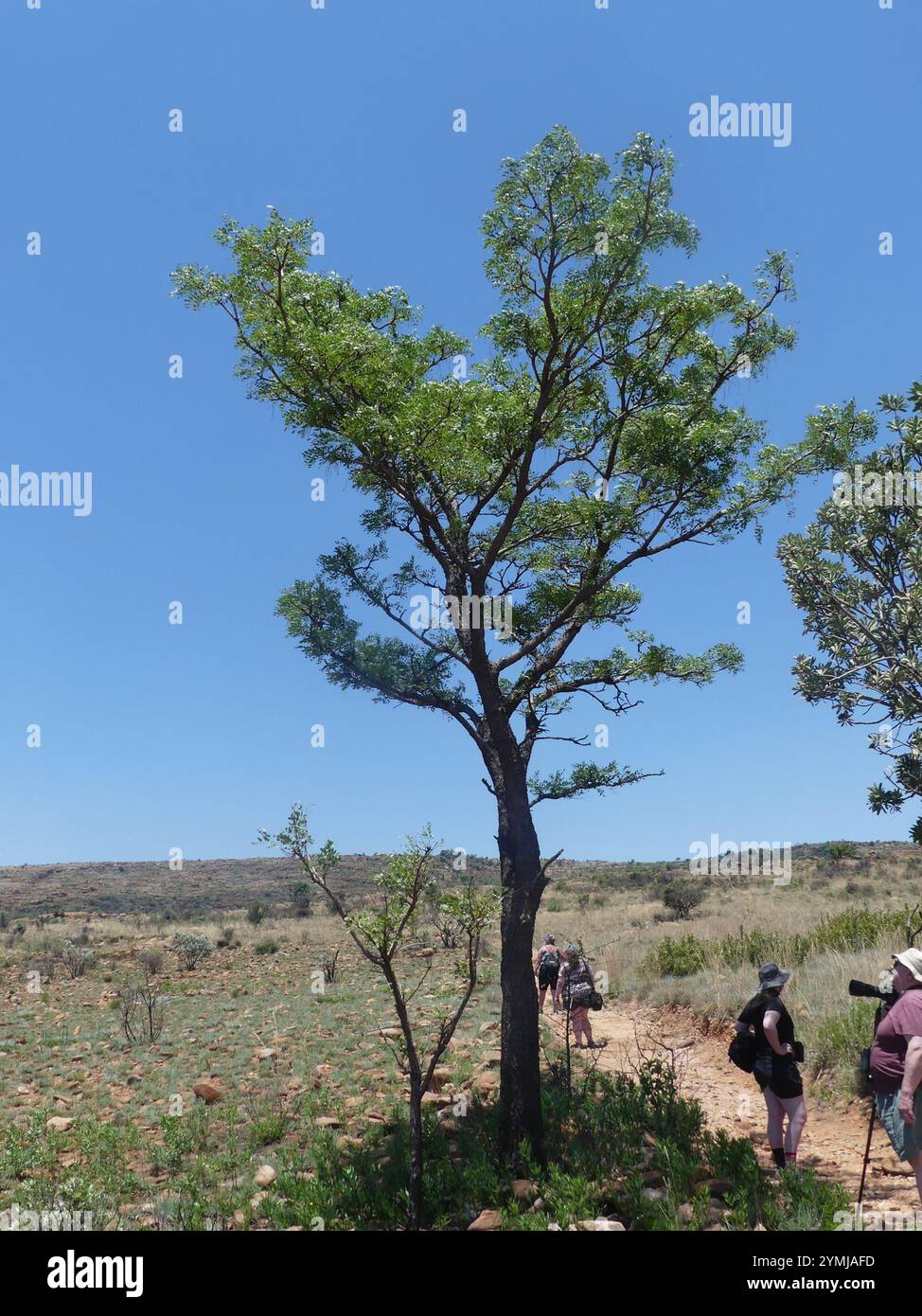 wild syringa (Burkea africana Stock Photo - Alamy