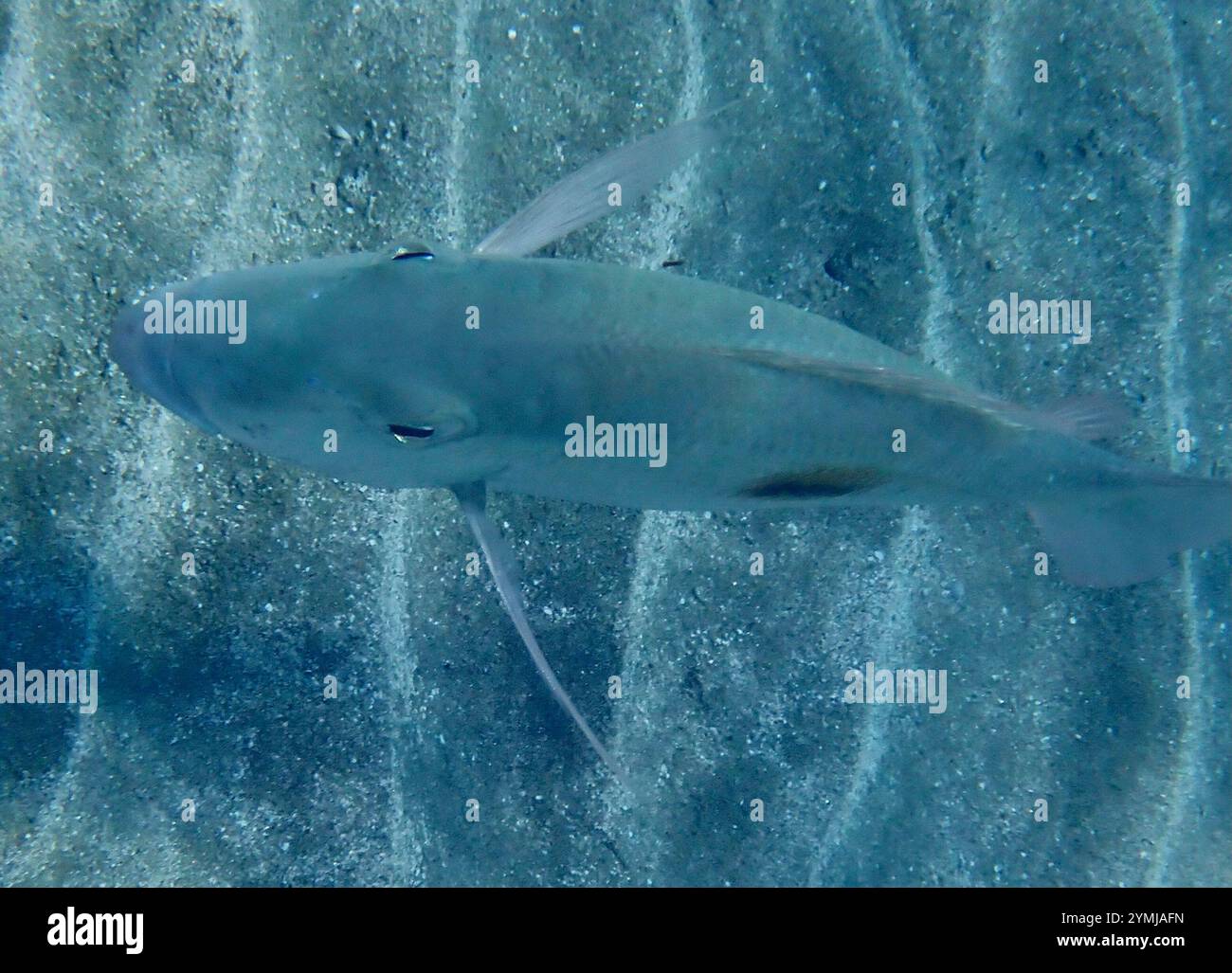 Thumbprint Emperor (Lethrinus harak Stock Photo - Alamy