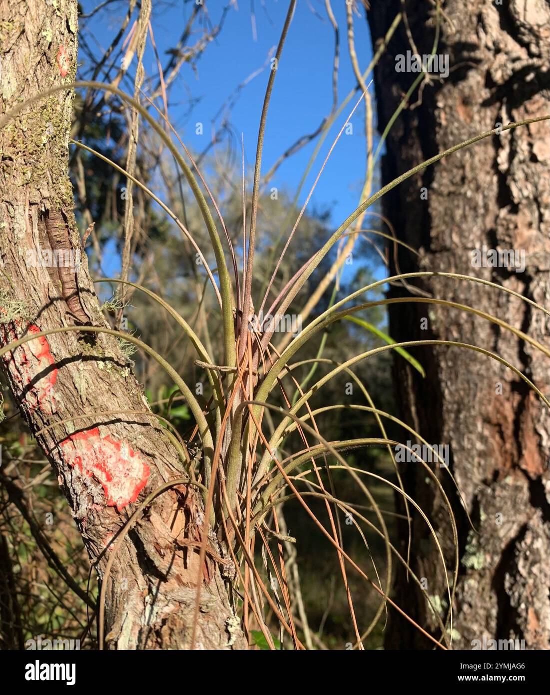 Manatee River airplant (Tillandsia simulata Stock Photo - Alamy