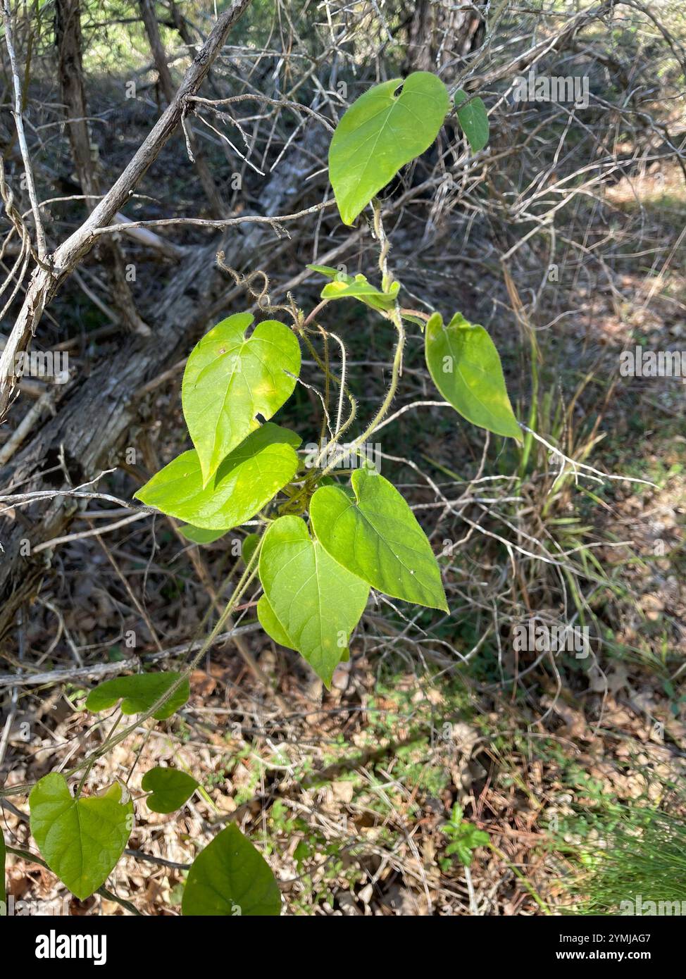 Pearl Milkweed (Matelea reticulata Stock Photo - Alamy