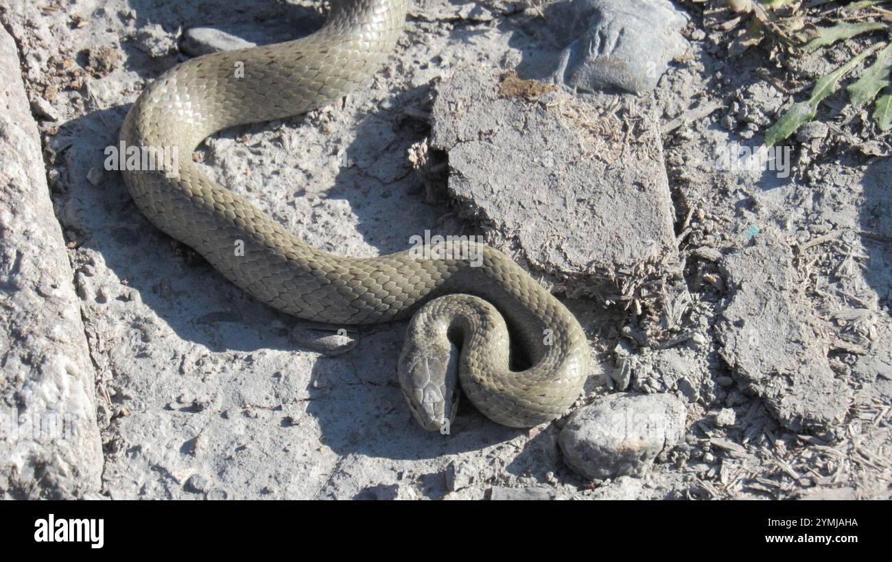 Smooth Snake (Coronella austriaca Stock Photo - Alamy