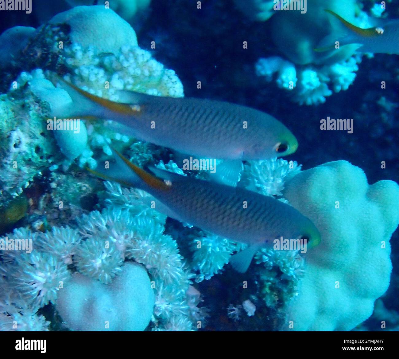 Neopomacentrus hi-res stock photography and images - Alamy