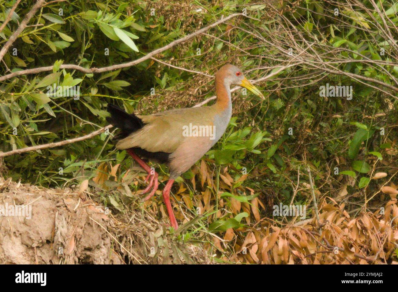 Giant Wood-Rail (Aramides ypecaha Stock Photo - Alamy