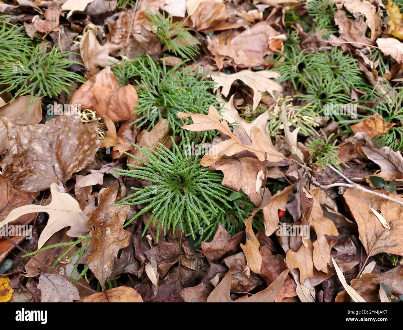 fan clubmoss (Diphasiastrum digitatum Stock Photo - Alamy