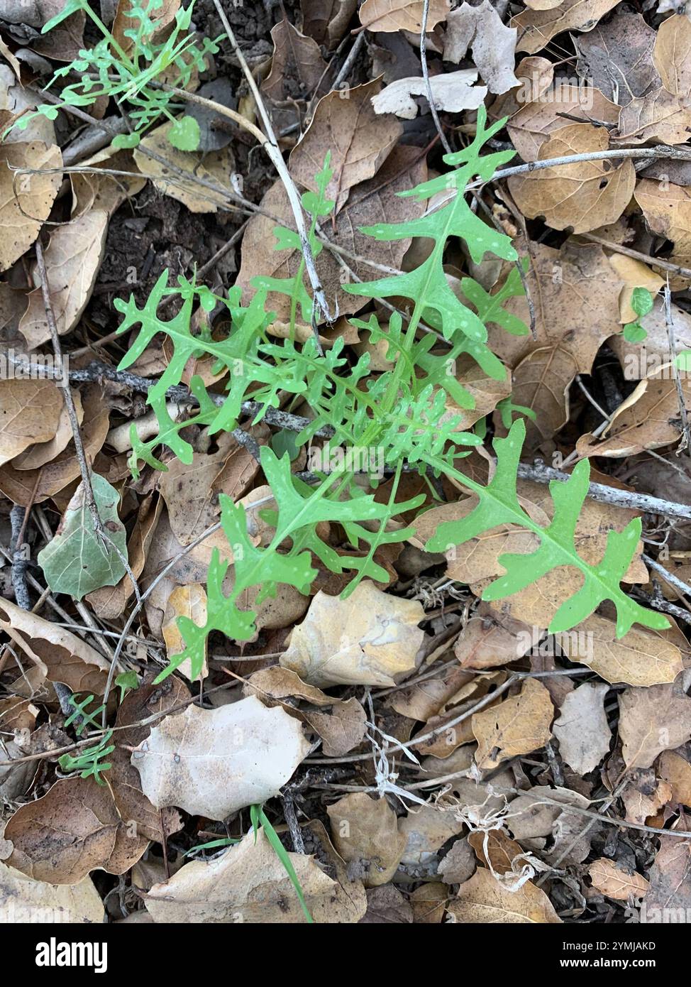 Fiesta Flower (Pholistoma auritum Stock Photo - Alamy