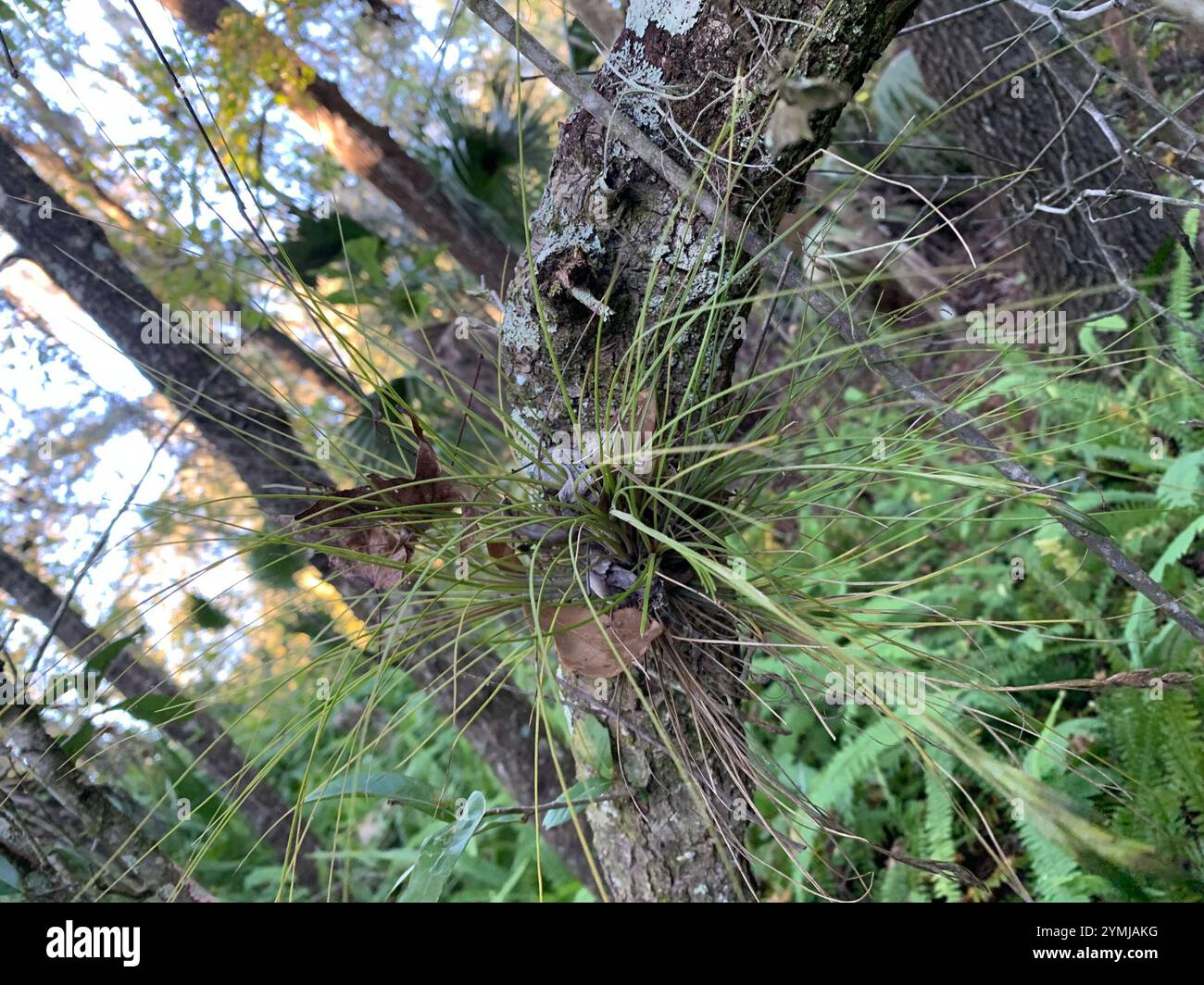southern needleleaf airplant (Tillandsia setacea Stock Photo - Alamy