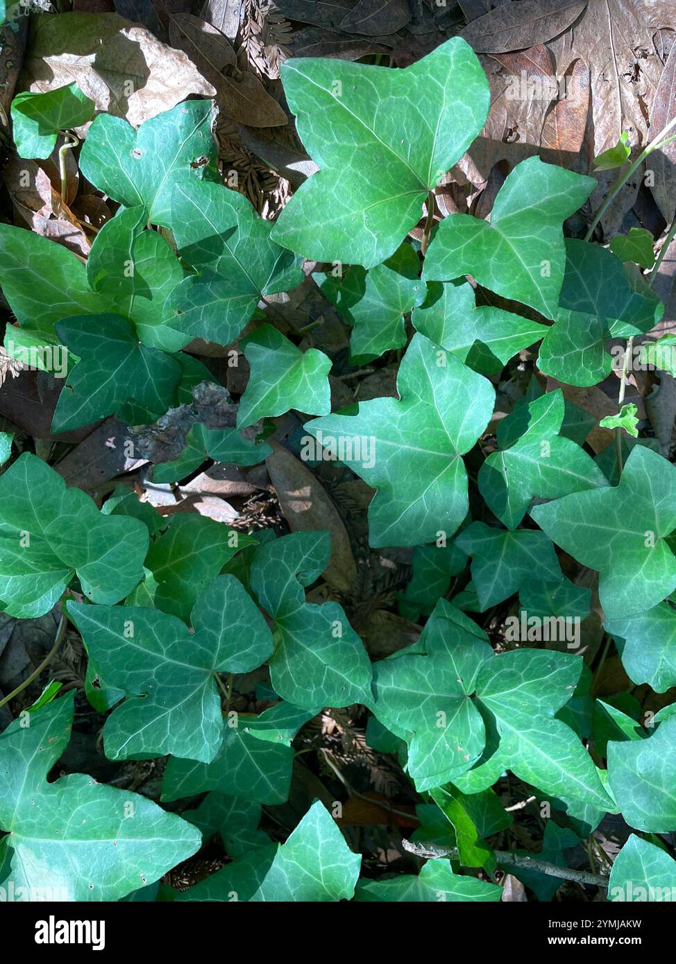common ivy (Hedera helix Stock Photo - Alamy