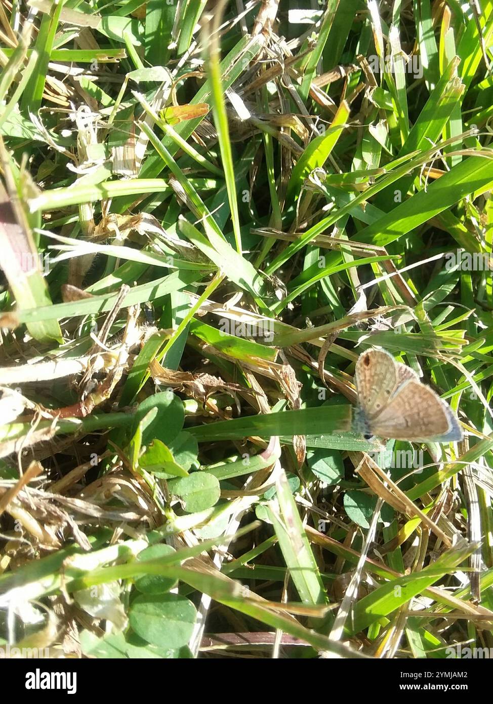Ceraunus Blue (Hemiargus ceraunus Stock Photo - Alamy