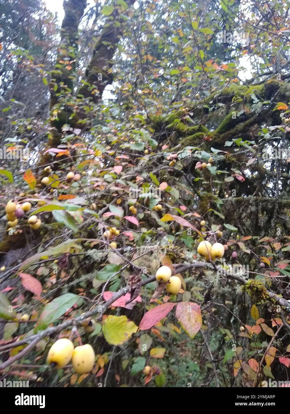 Pear-leaf Crabapple (Malus prunifolia Stock Photo - Alamy