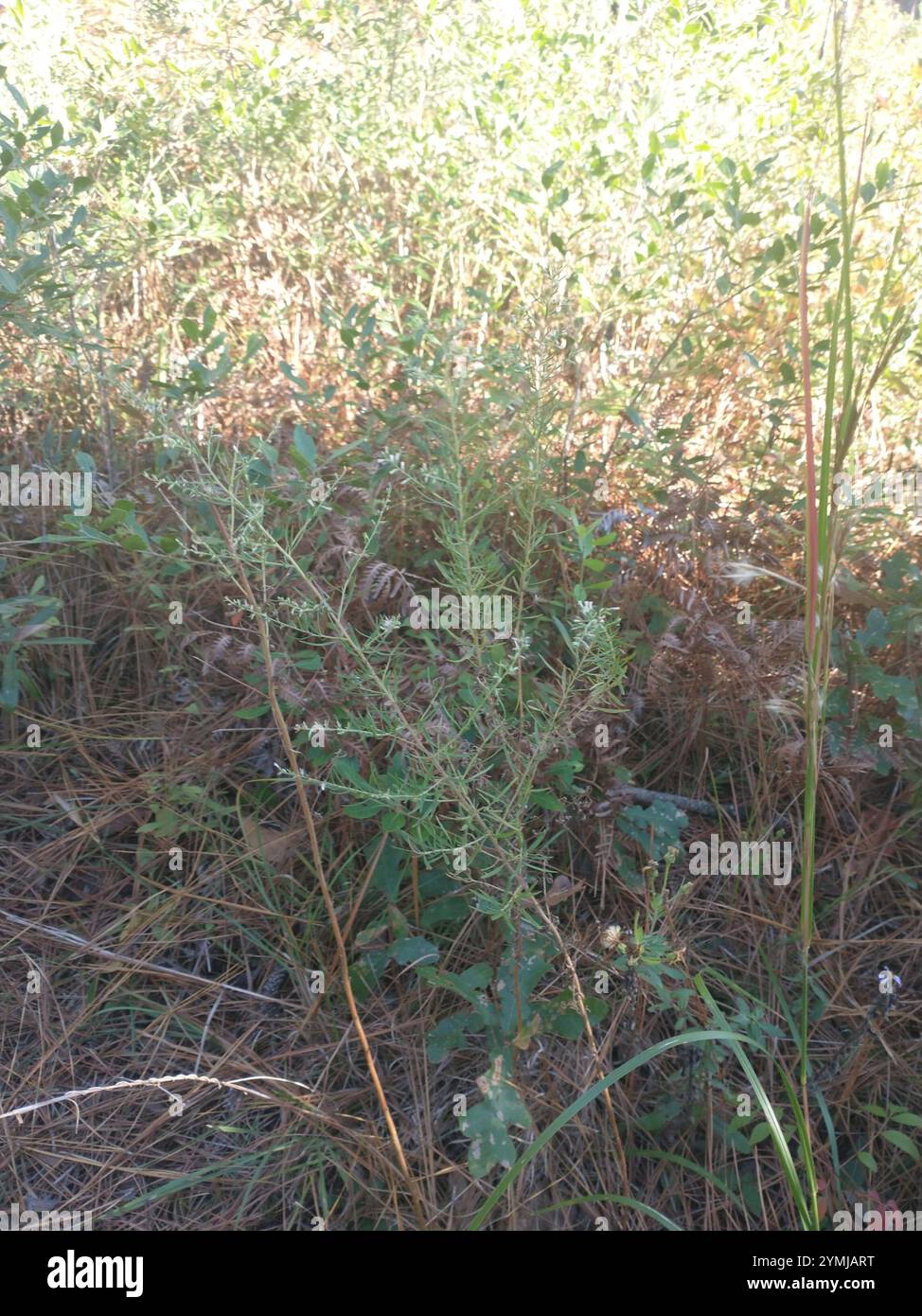horseweed (Erigeron canadensis Stock Photo - Alamy
