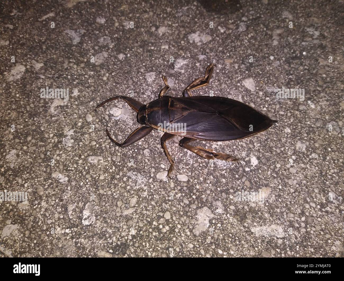 Toe biter hi-res stock photography and images - Alamy