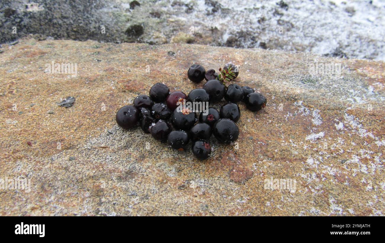 black crowberry (Empetrum nigrum Stock Photo - Alamy