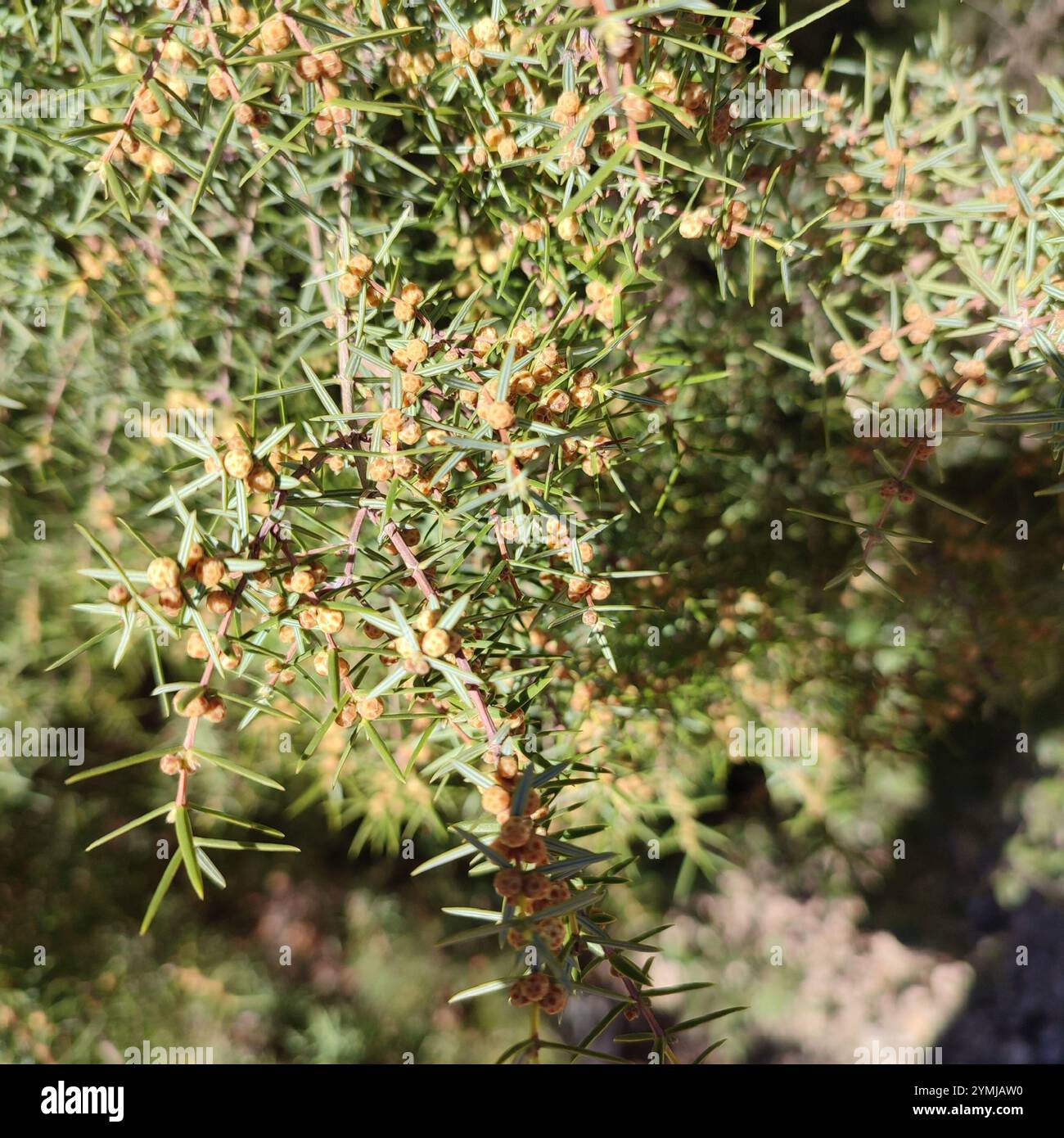 western prickly juniper (Juniperus oxycedrus Stock Photo - Alamy