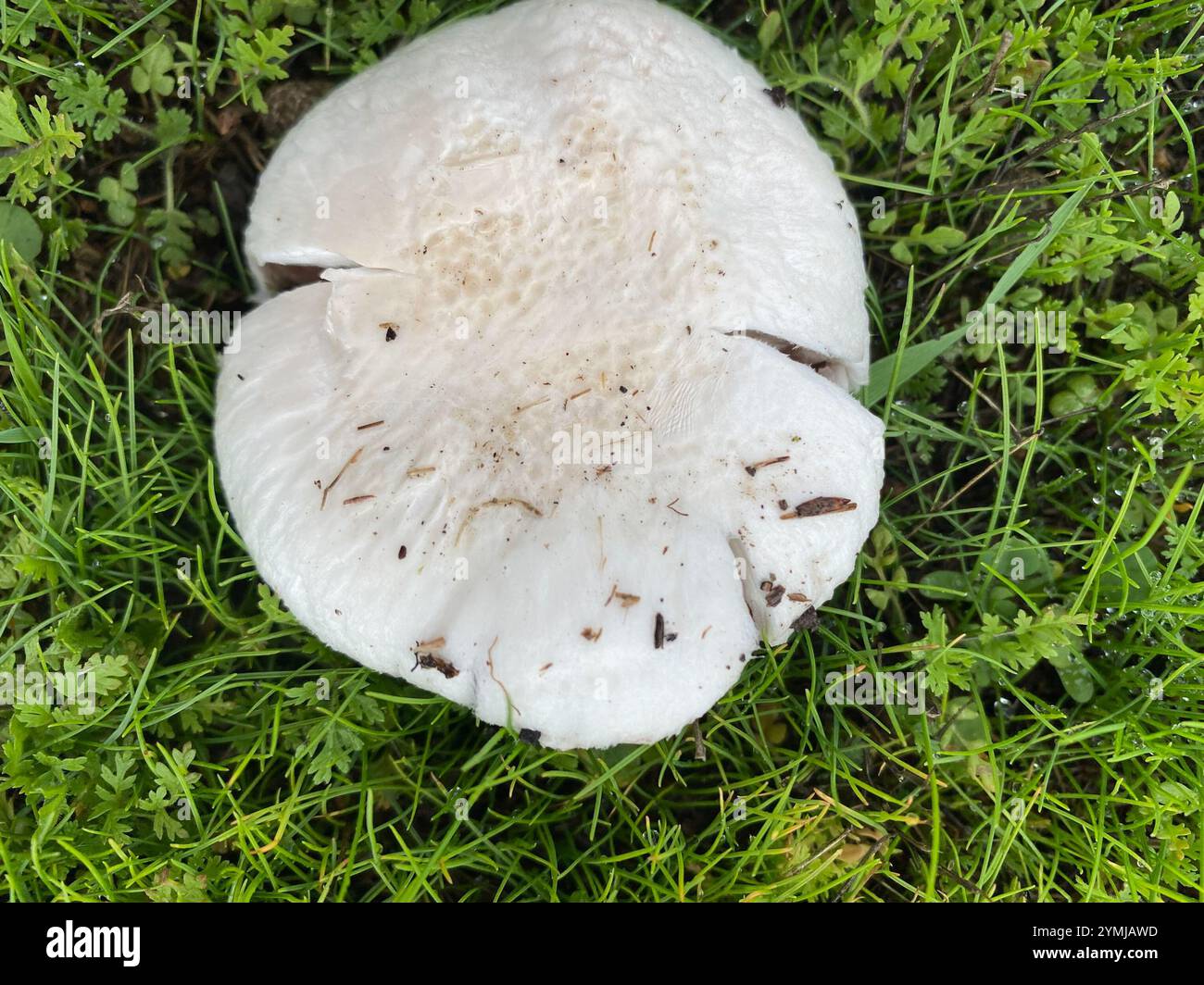 Meadow Mushroom (Agaricus campestris Stock Photo - Alamy
