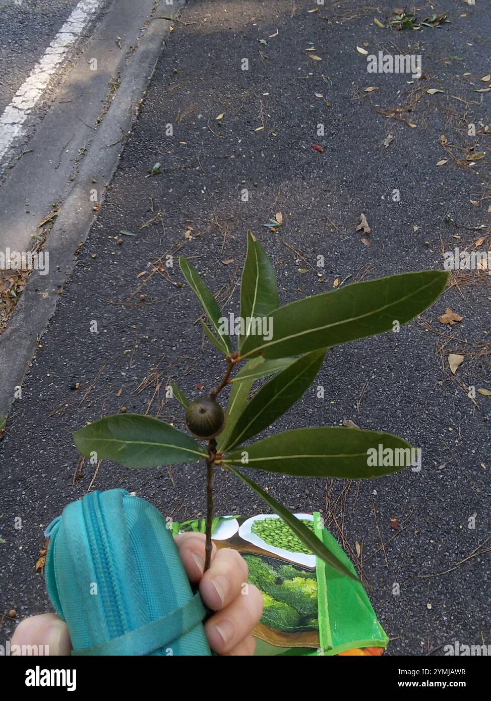 swamp laurel oak (Quercus laurifolia Stock Photo - Alamy