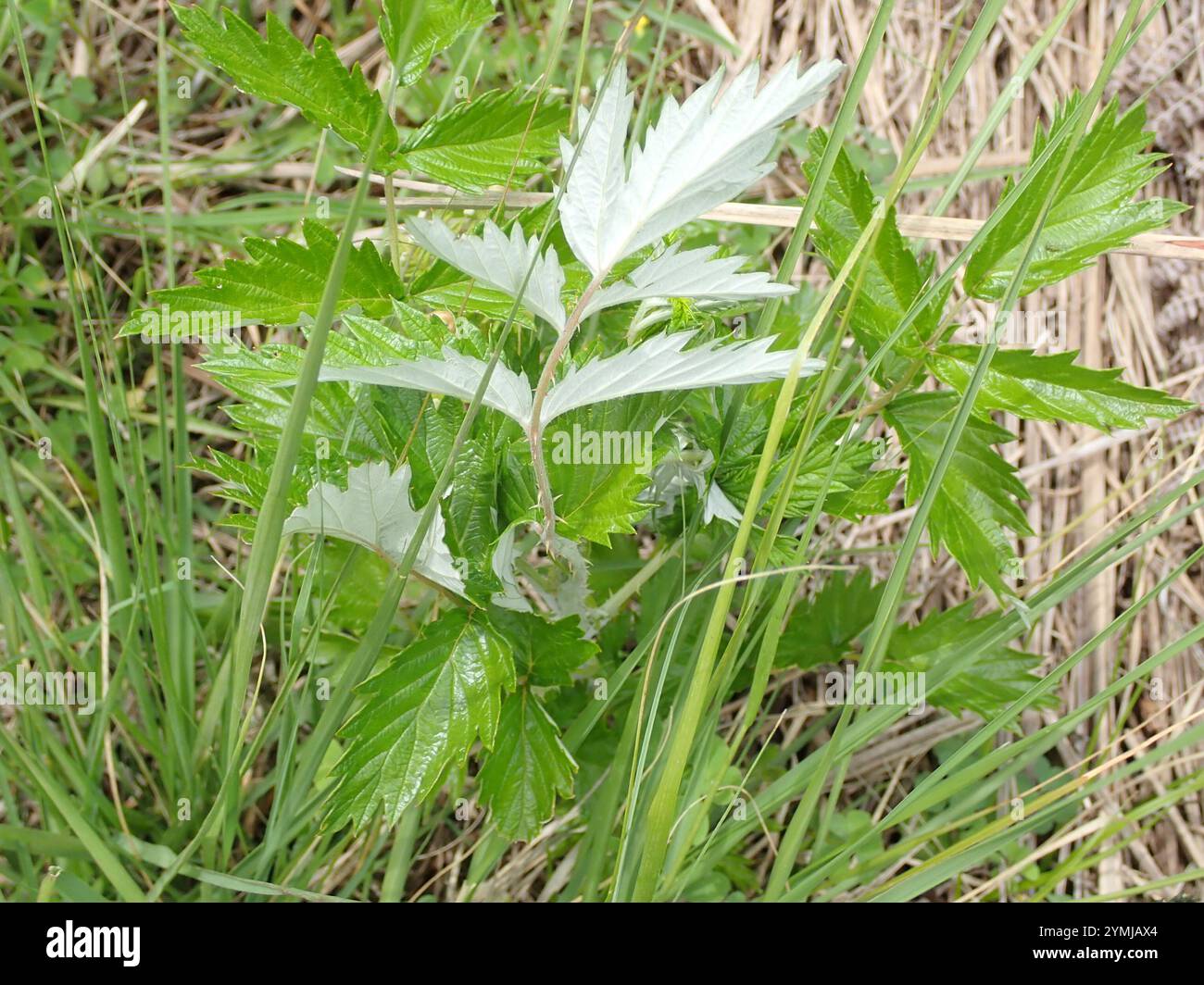 Silver Bramble (Rubus ludwigii Stock Photo - Alamy