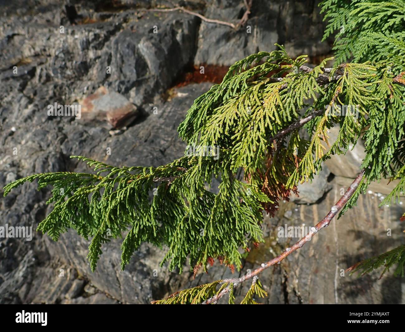 cypress family (Cupressaceae Stock Photo - Alamy