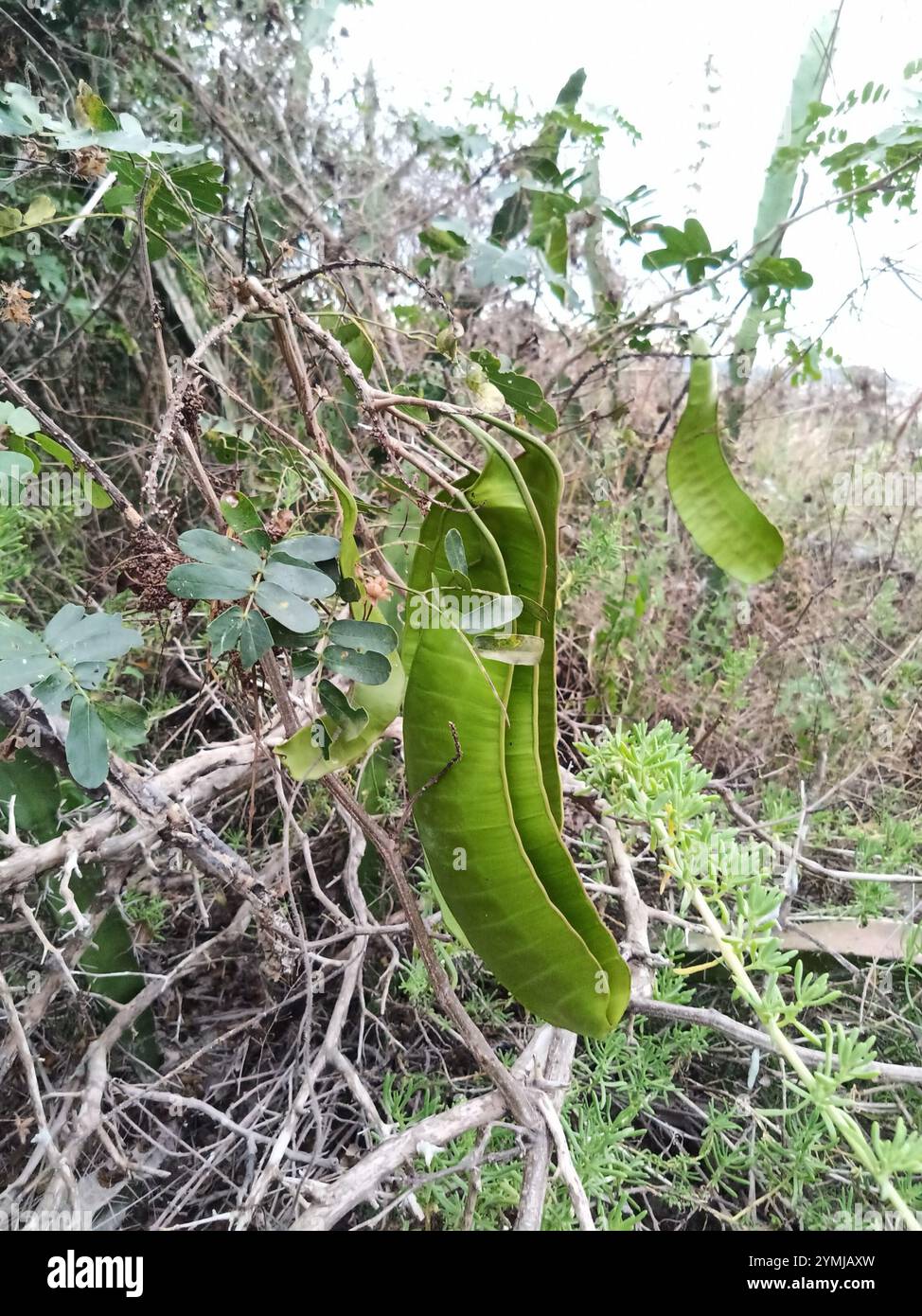 Callingcard hi-res stock photography and images - Alamy