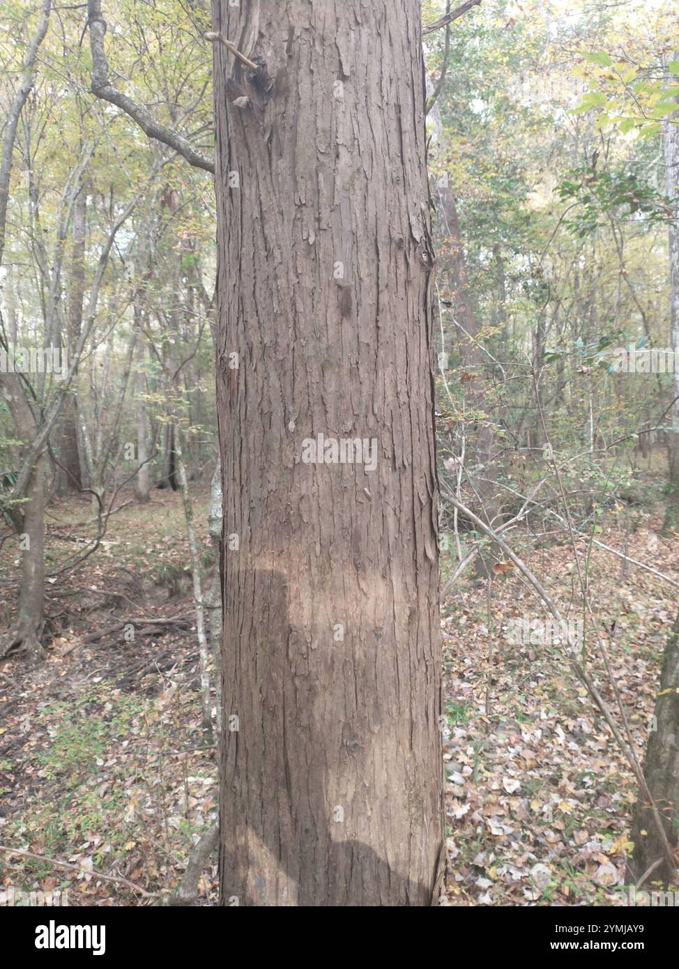 Southern Redcedar (Juniperus virginiana silicicola Stock Photo - Alamy