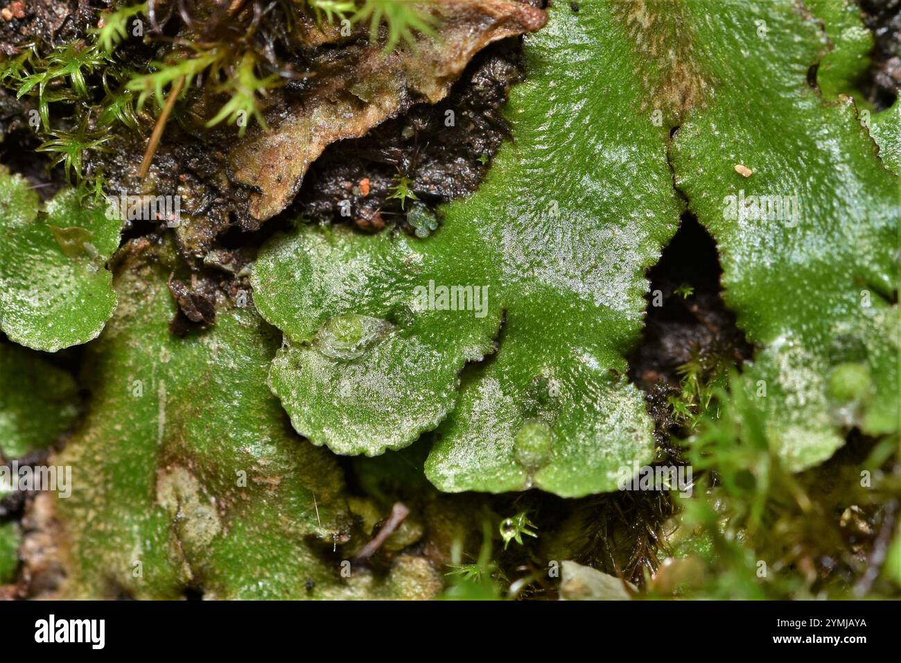 Hemisphaeric Liverwort (Reboulia hemisphaerica Stock Photo - Alamy
