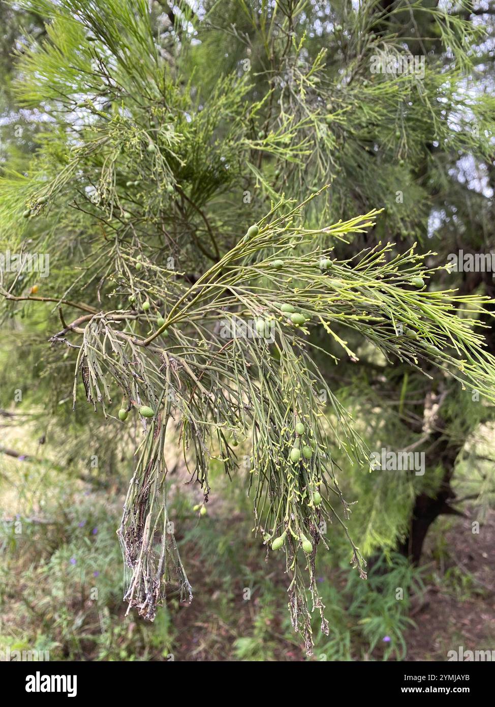 Cherry Ballart (Exocarpos cupressiformis Stock Photo - Alamy